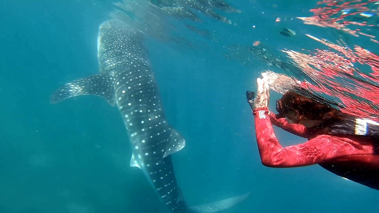 WHALE SHARK TOUR – BajaShark Eco Tours